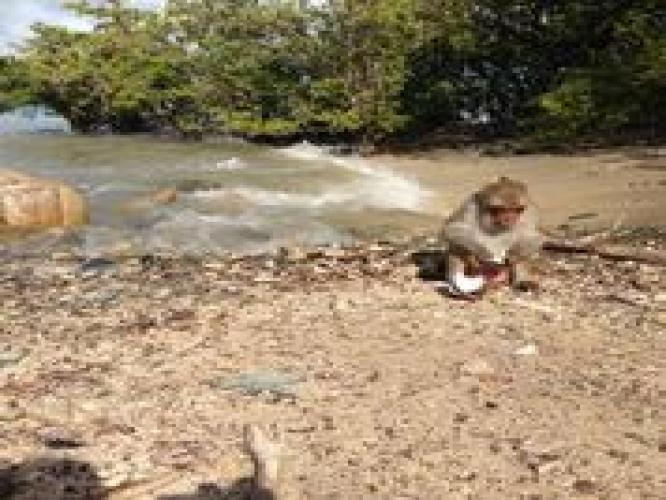 Behaviour | Macaques